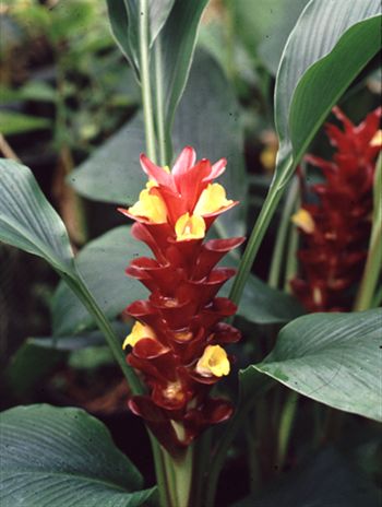 Dragon Agro Products - Carnivorous Plants CP , Nepenthes, Pitcher ...