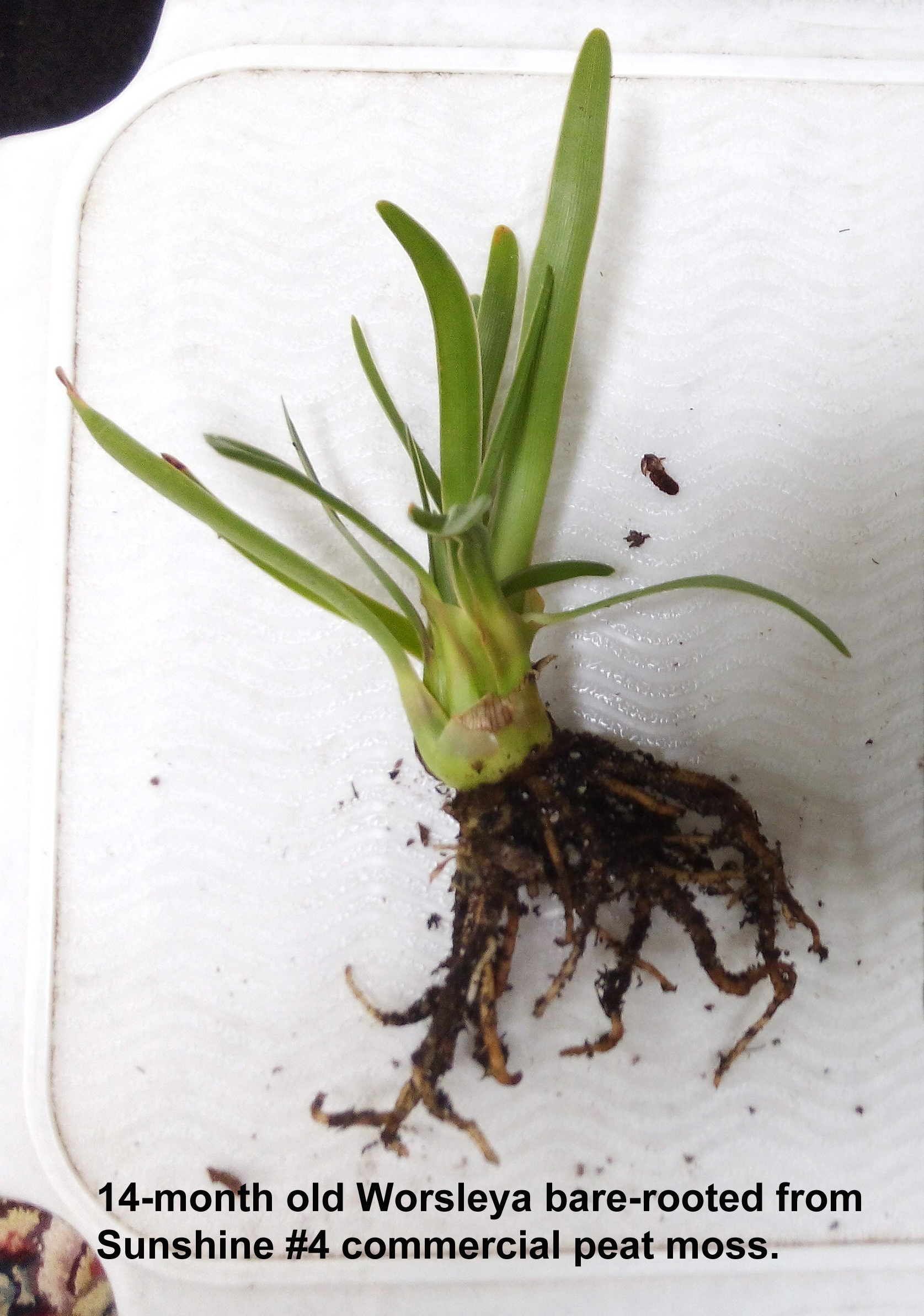 Worsleya procera - The Blue Amaryllis Culture