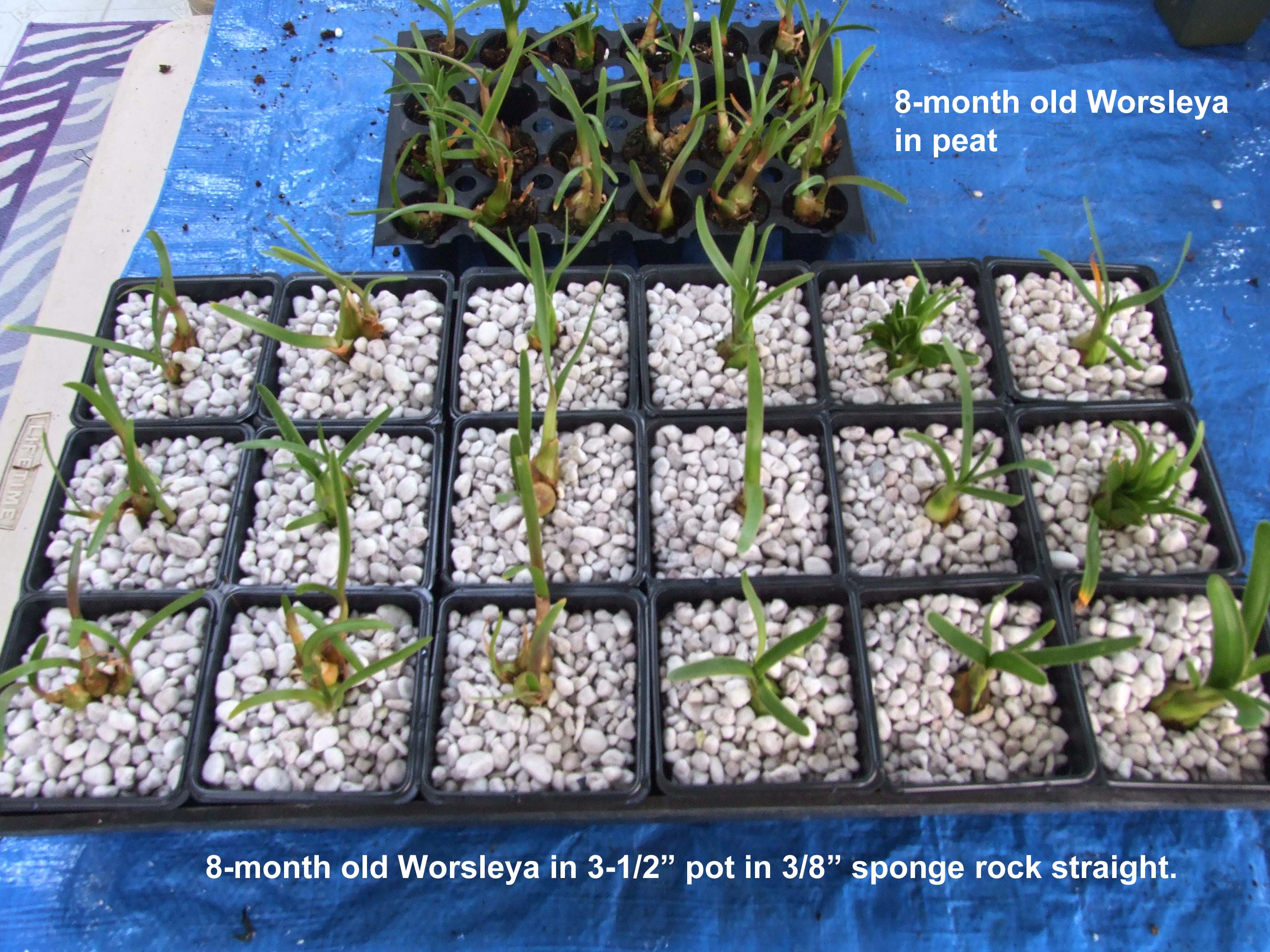 Worsleya procera - The Blue Amaryllis Culture