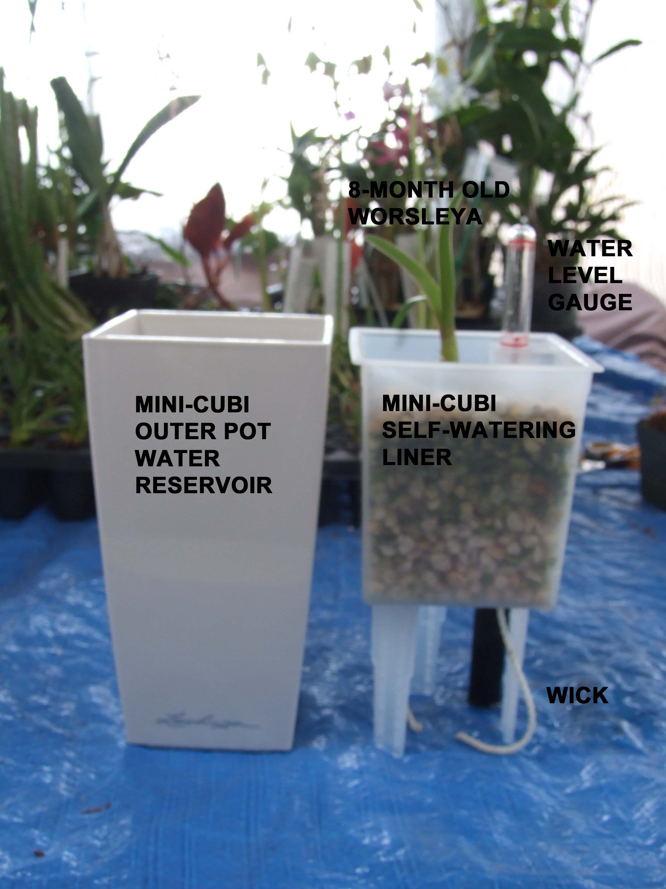 Dragon Agro Products - Other Interesting Plants