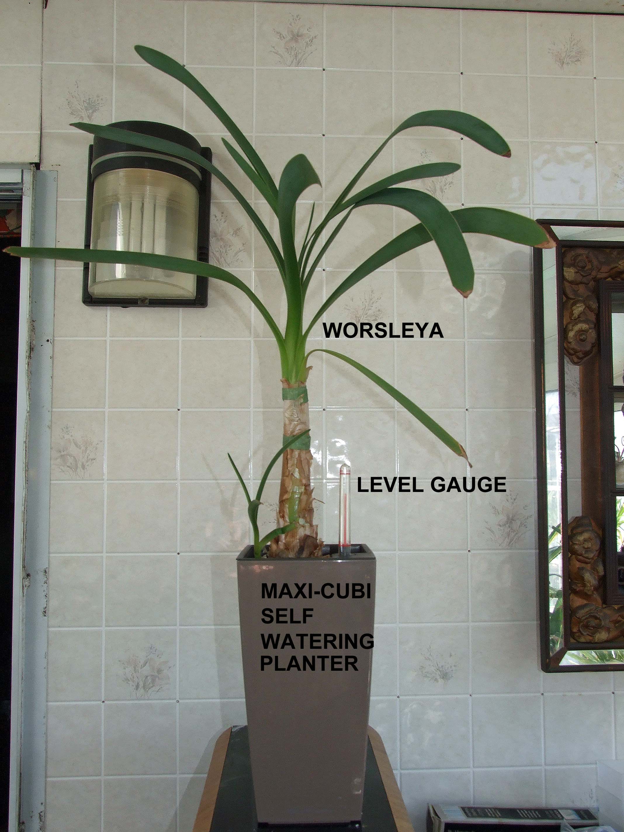 Worsleya procera - The Blue Amaryllis Culture