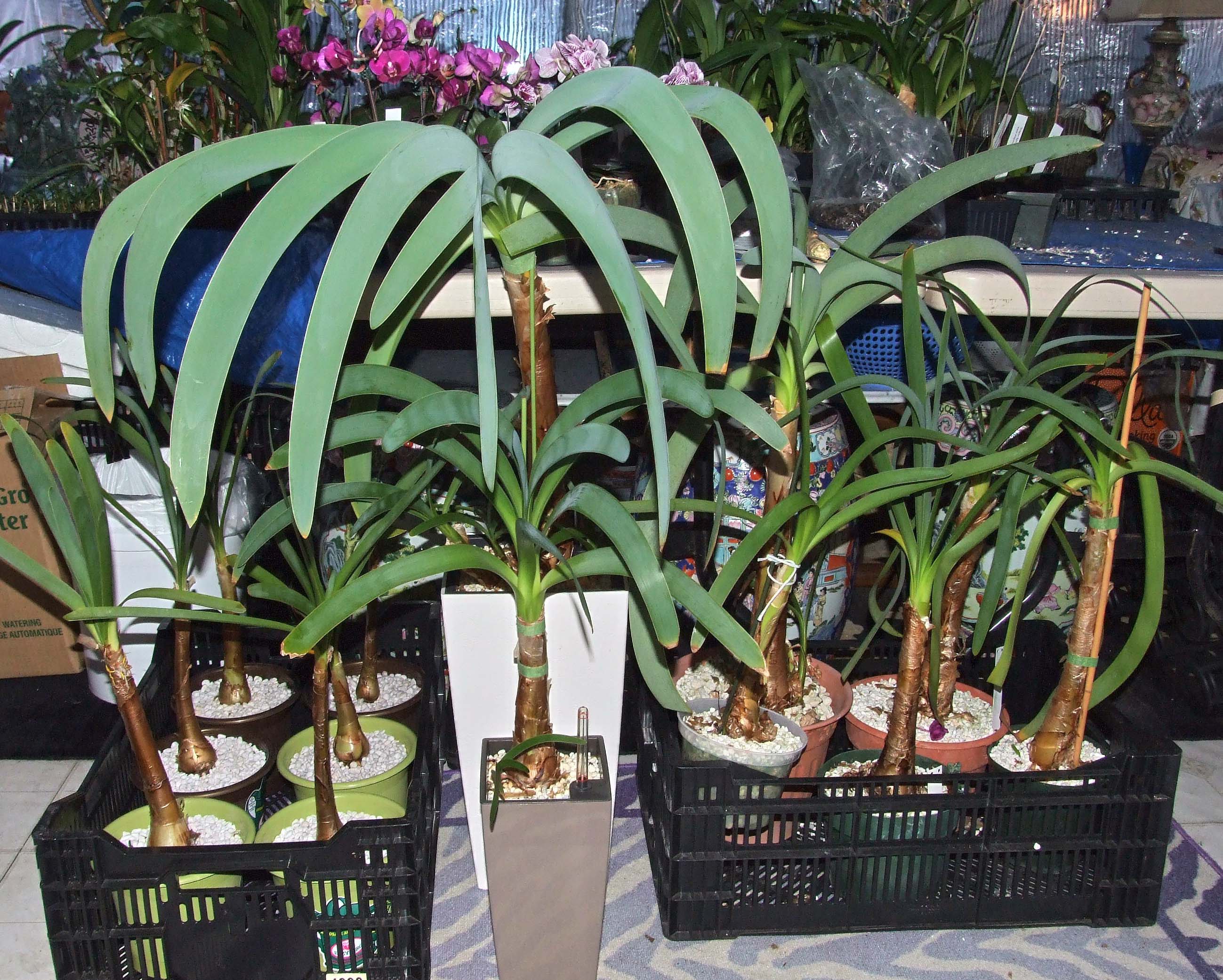 Worsleya procera - The Blue Amaryllis Culture