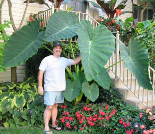 Dragon Agro Products - Wholesale, Alocasia & Colocasia
